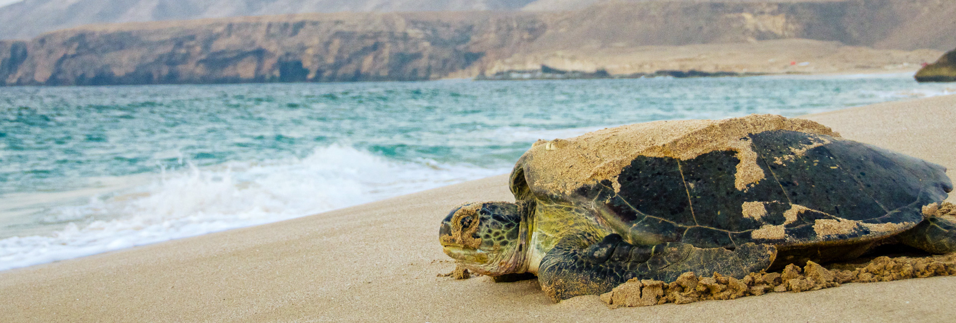 Everything you need to know about turtle watching in Oman
